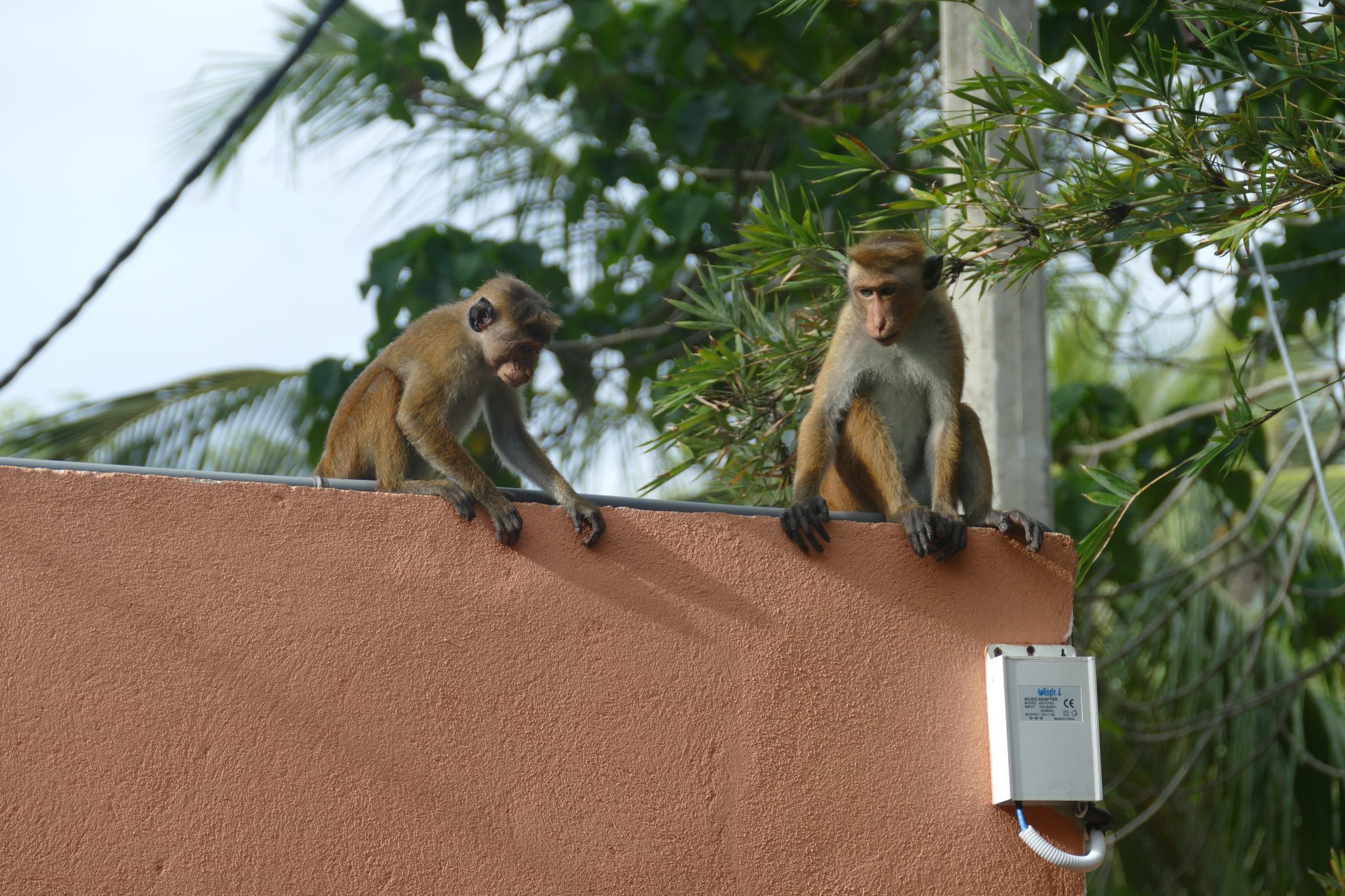Barefoot Backpackers Hostel - Hiriketiya Beach - Sri Lanka